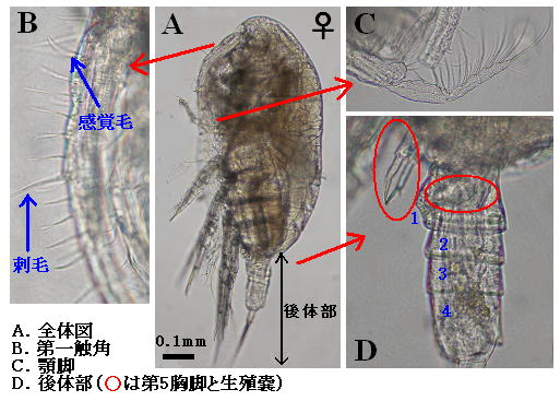 パラカラヌスの雌雄